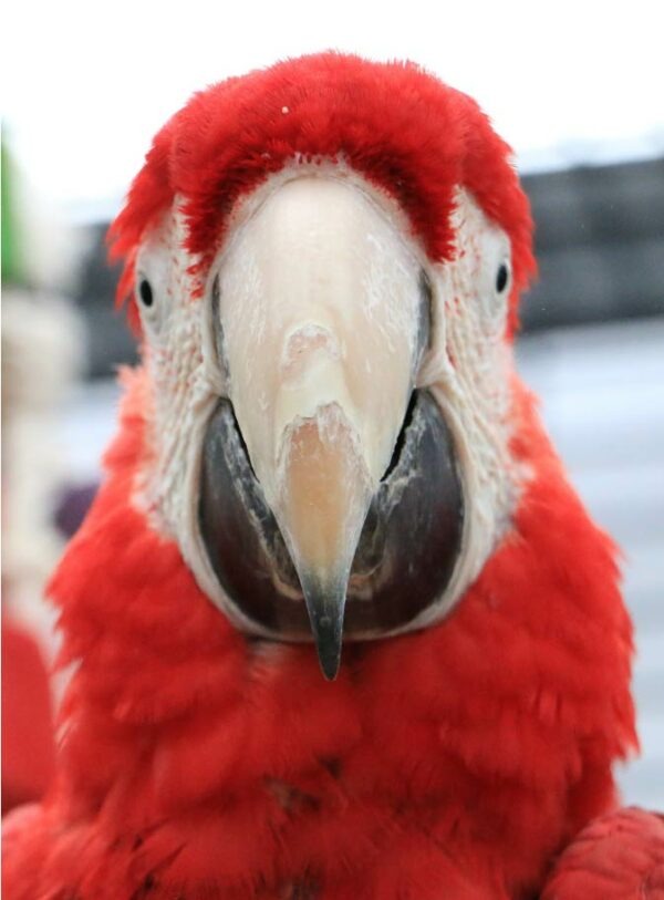 About Us - Parrot Trust Scotland