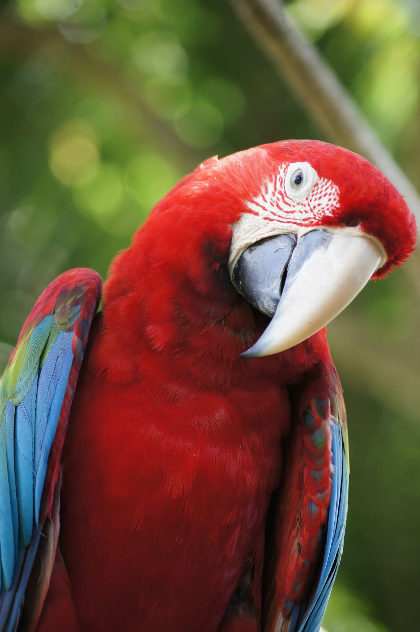 Owning a Parrot - Parrot Trust Scotland