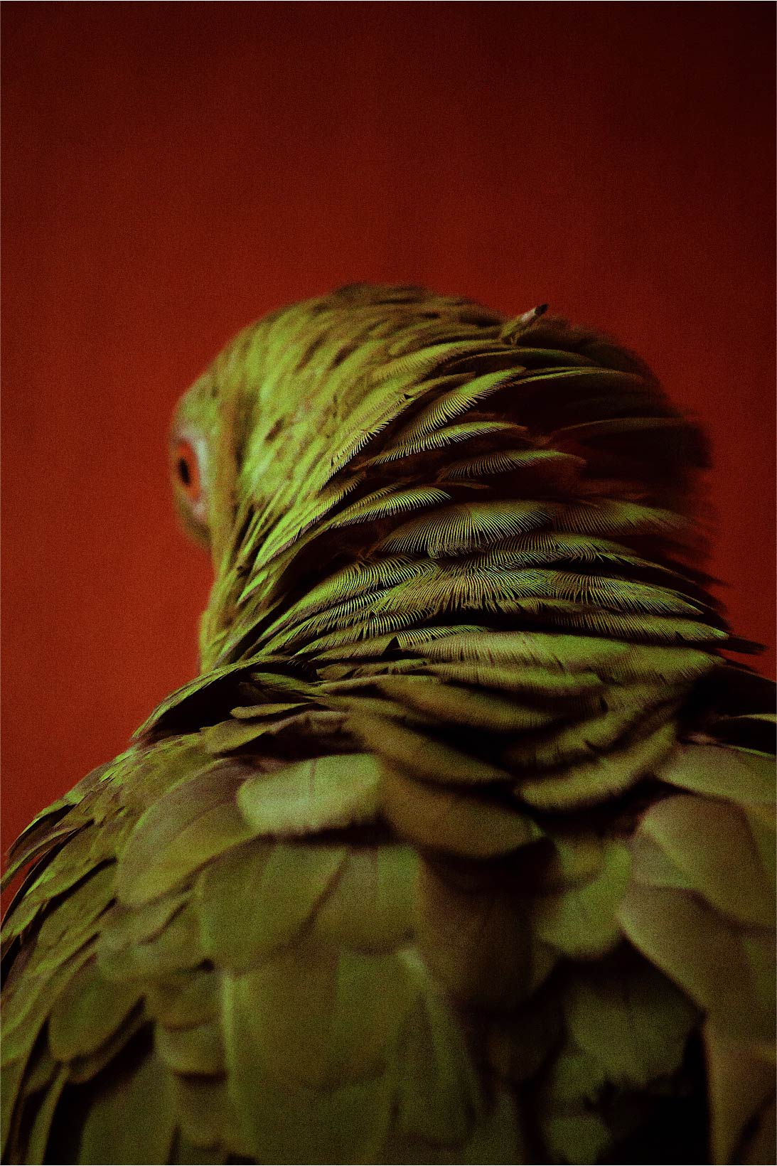 Overheating - Parrot Trust Scotland